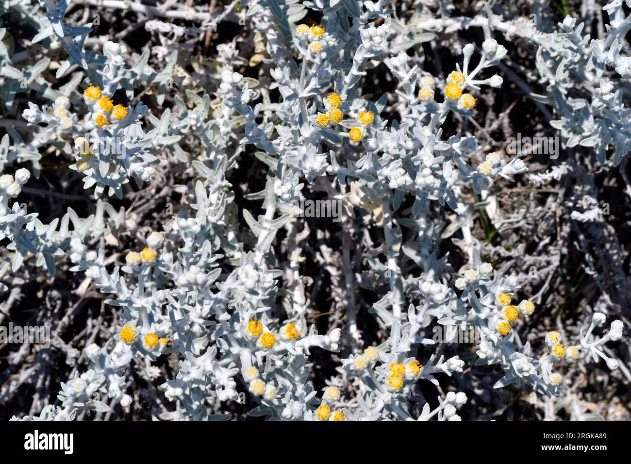 Greece, Halkidiki, Kassandra Peninsula, cotton weed plant on Possidi ...