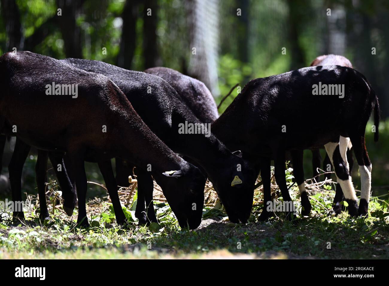 Flock of black hair sheep without wool grazing on grass Stock Photo - Alamy