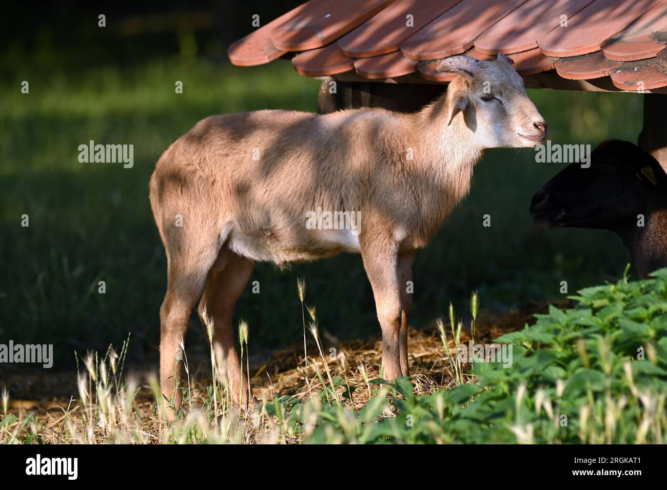 Cattle without horn cattle hi-res stock photography and images - Alamy