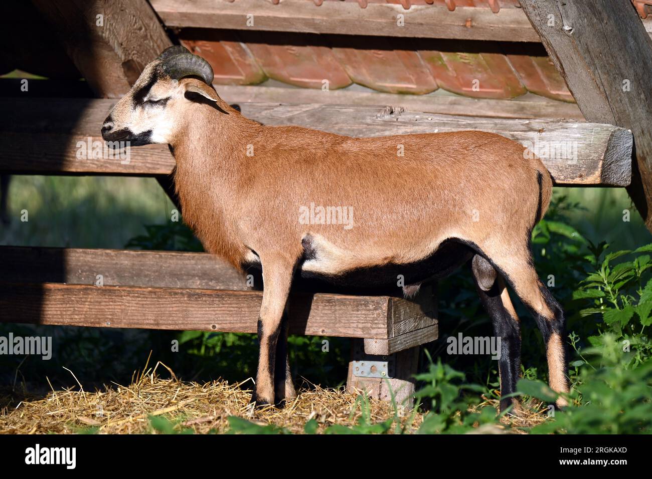 Cattle without horn cattle hi-res stock photography and images - Alamy