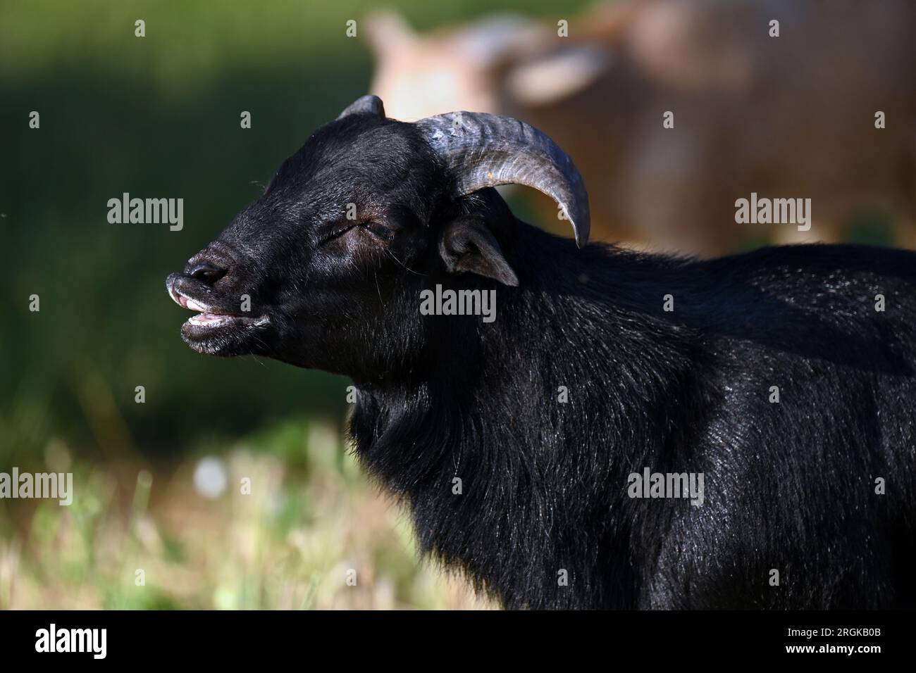 Cattle without horn cattle hi-res stock photography and images - Alamy