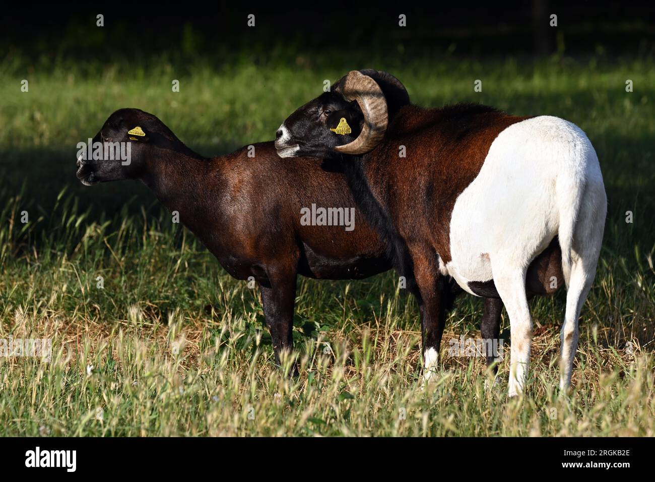 Couple male female sheep hi-res stock photography and images - Alamy