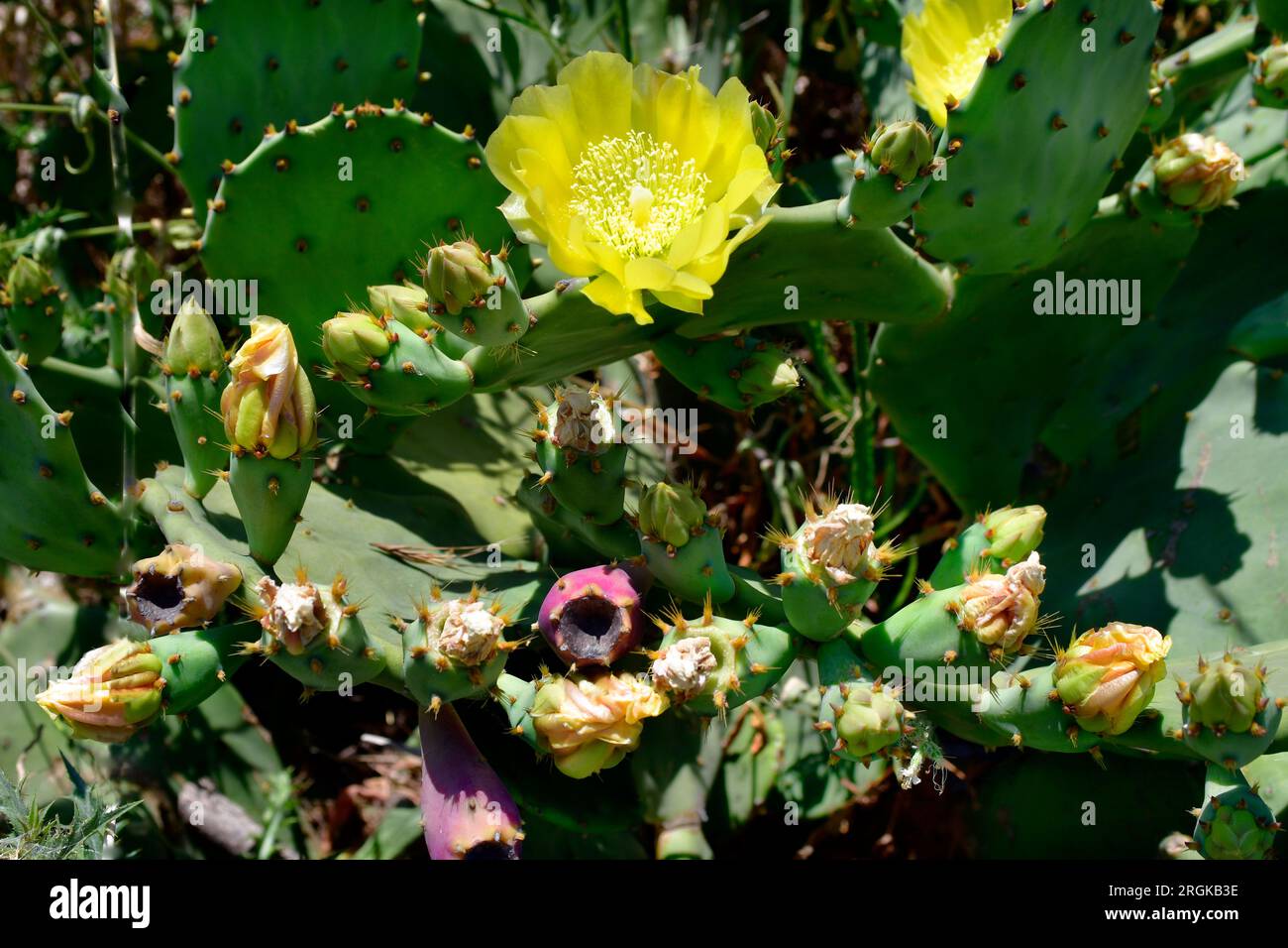 Greece, Halkidiki, flowering prickly pear cactus - fruits ar edible ...