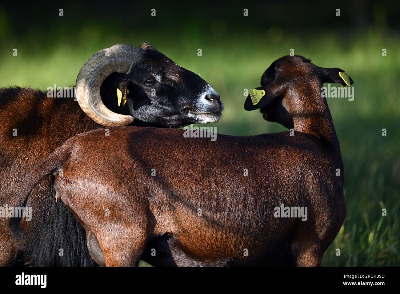 Couple male female sheep hi-res stock photography and images - Alamy