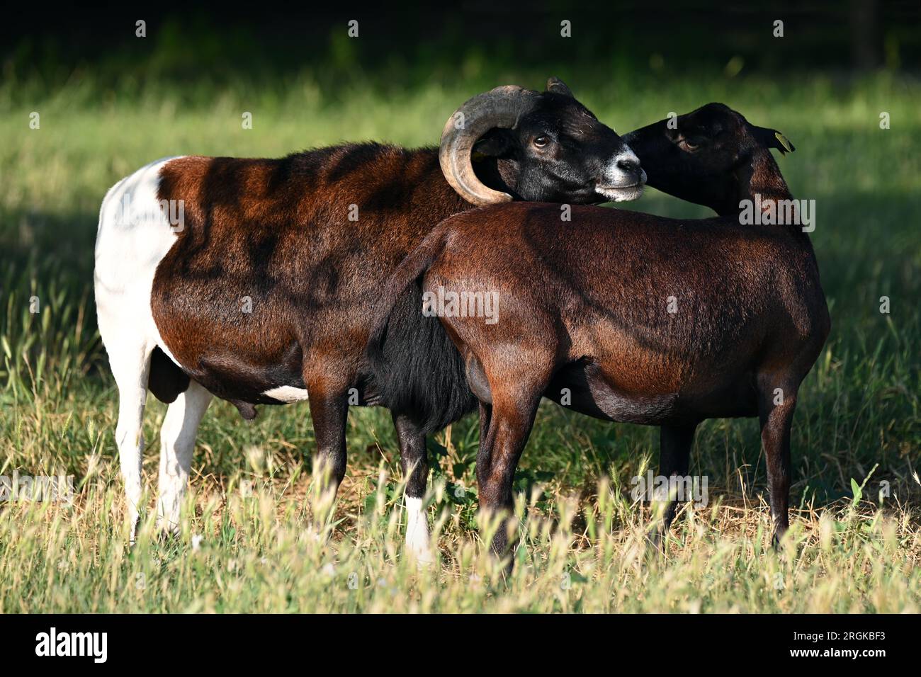 Couple male female sheep hi-res stock photography and images - Alamy
