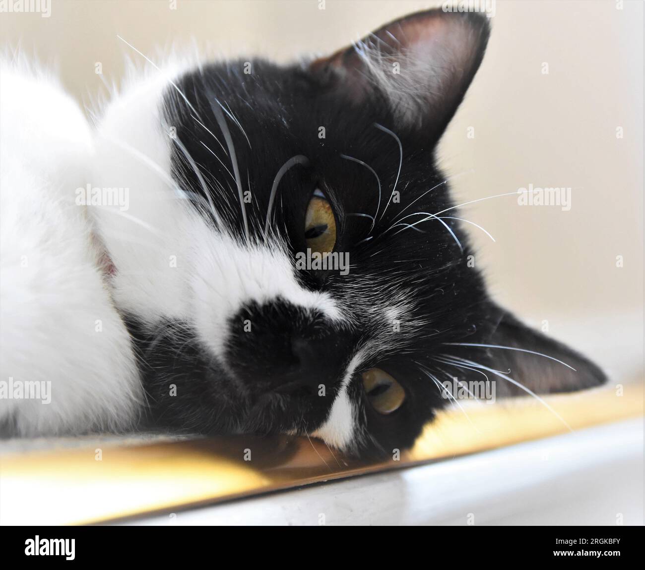 Chest markings hi-res stock photography and images - Alamy