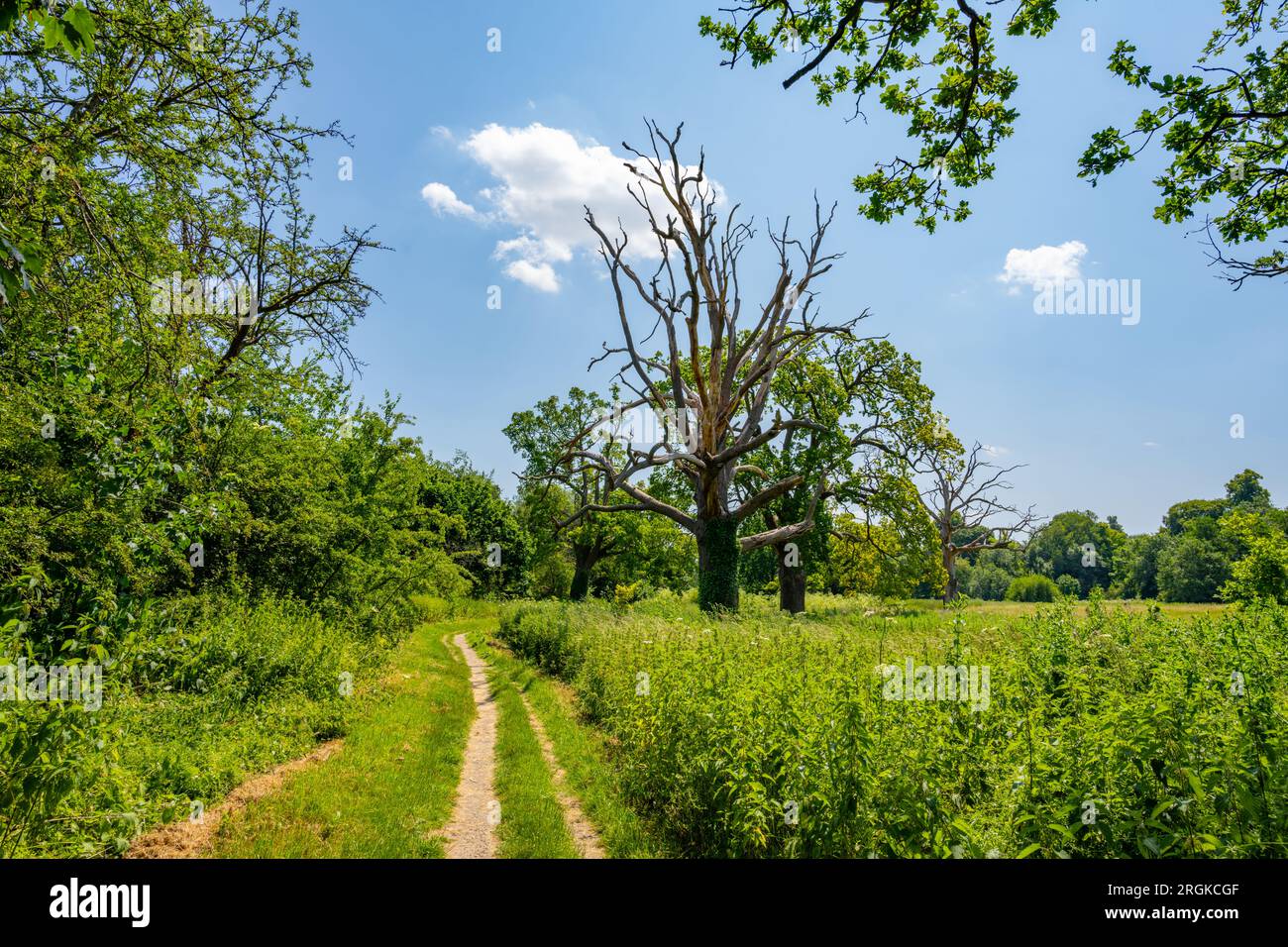 House at end of pathway hi-res stock photography and images - Alamy