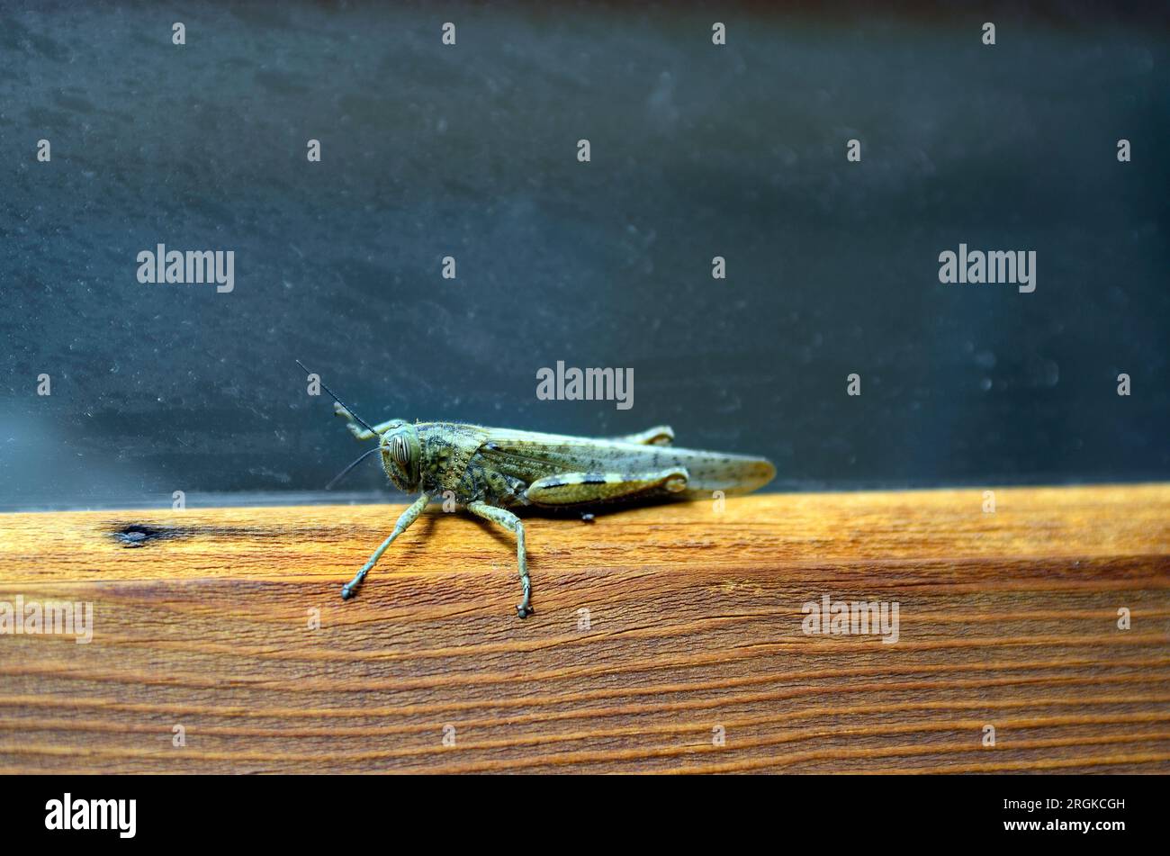 Greece, Egyptian locust grasshopper Stock Photo - Alamy
