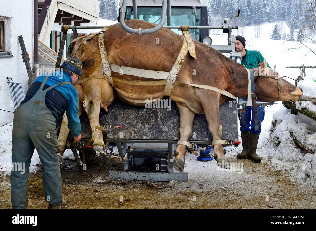 Tractor with fixation device for cattle to take care of their hooves ...