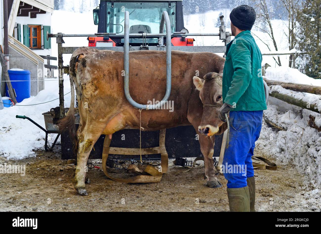 Tractor with fixation device for cattle to take care of their hooves ...