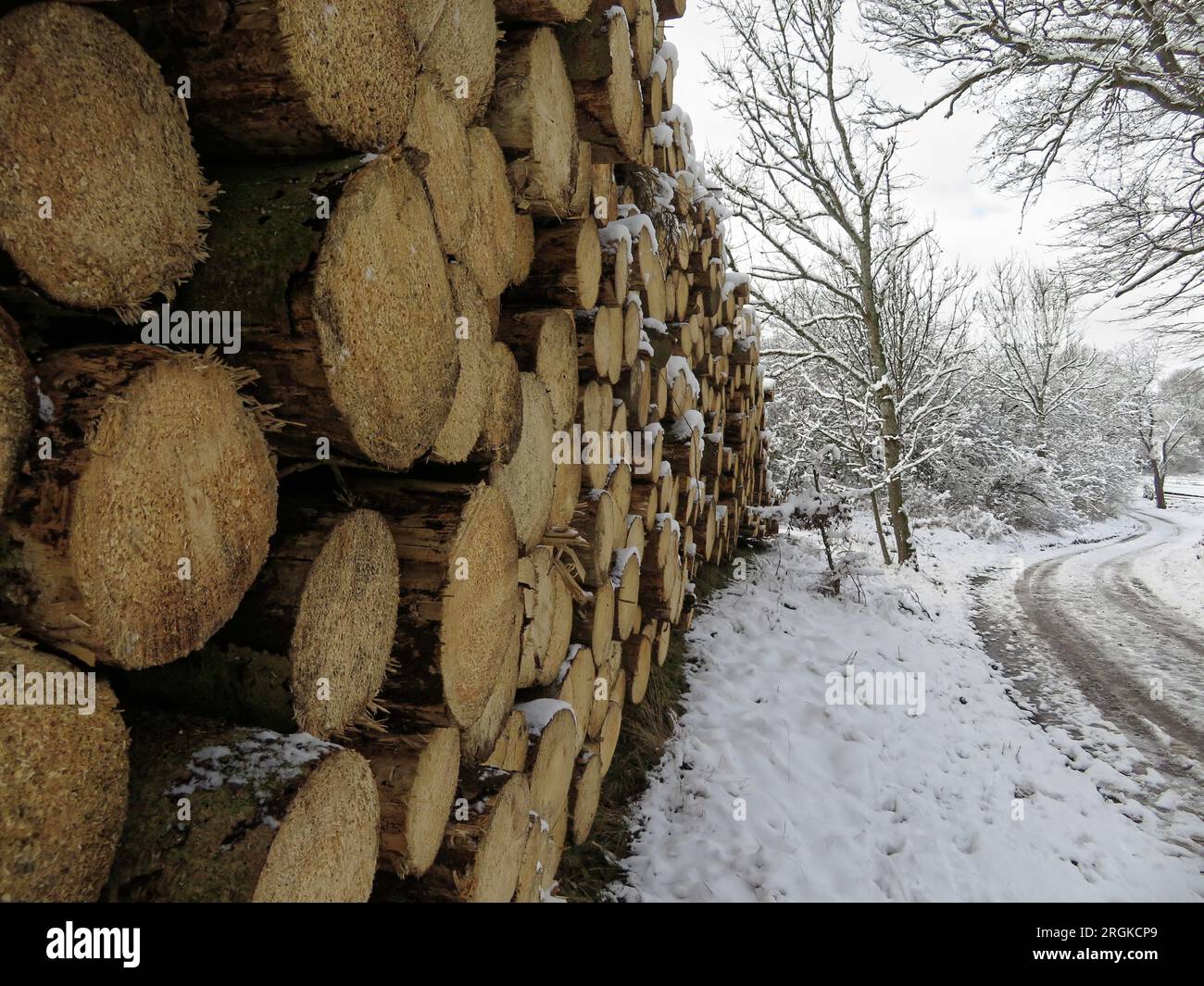 The trunks of the felled trees are put together. Covered with snow and ...