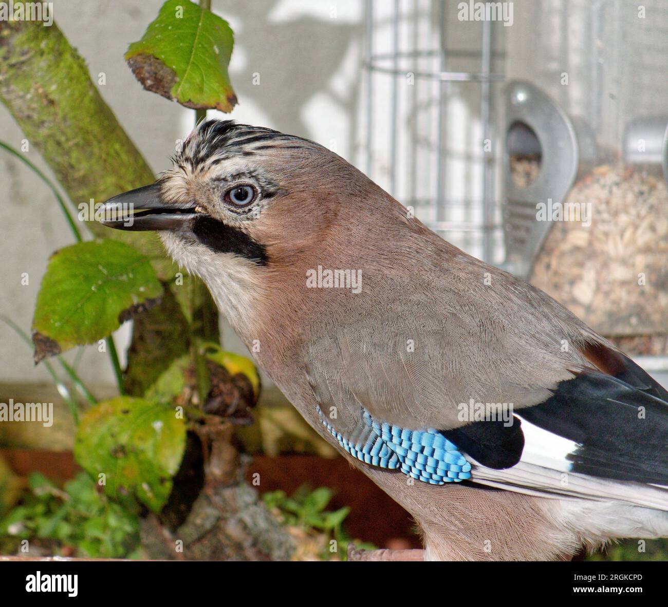 photographing songbirds in autumn near feeders - Eurasian jay Stock ...