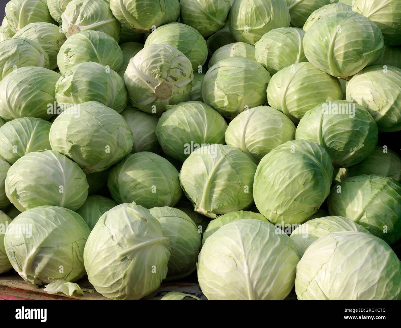 Many white cabbage heads on display at a market, all fresh Stock Photo ...