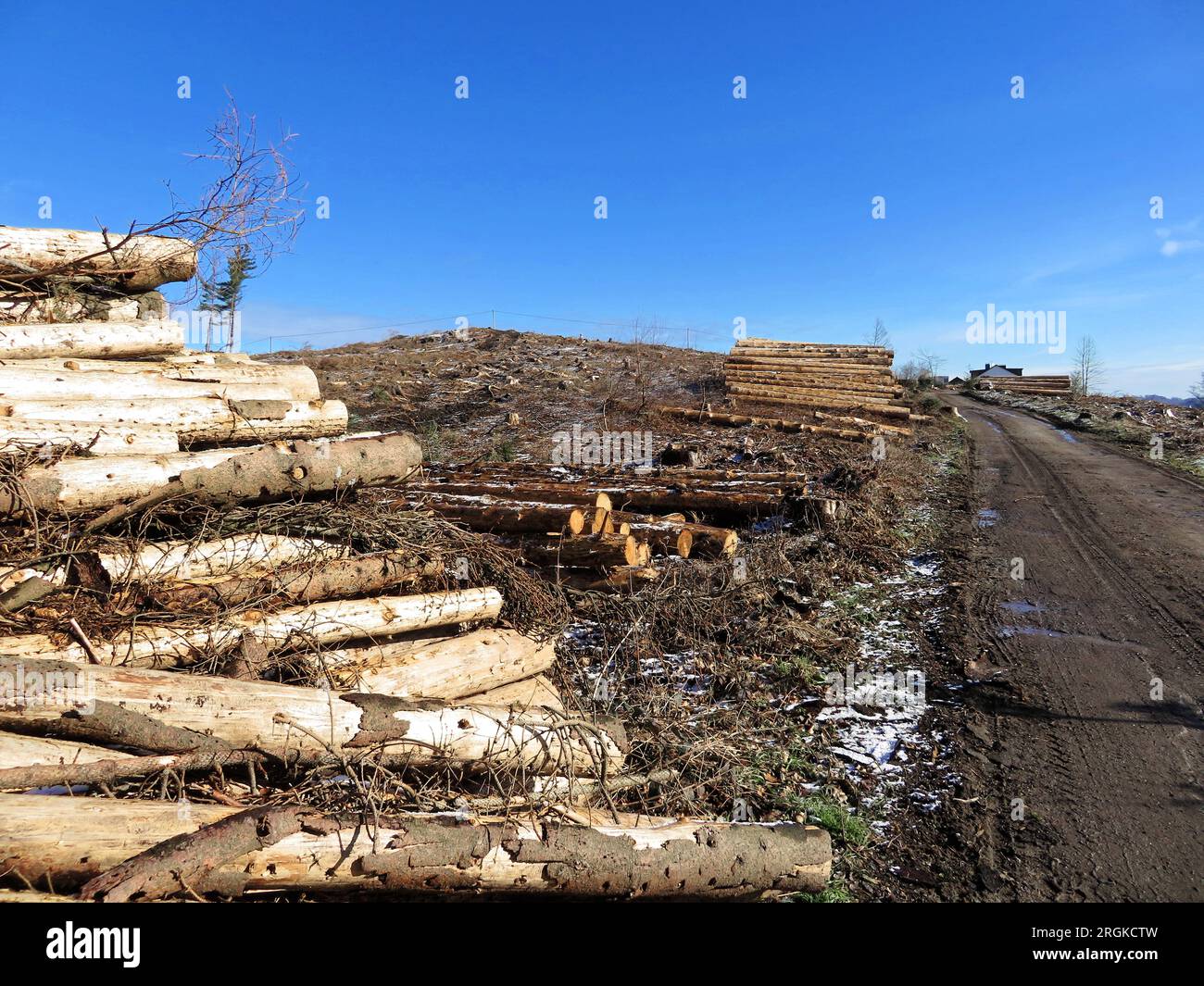 Felled timber log pile in woodland, felled tree trunks, forest Stock ...