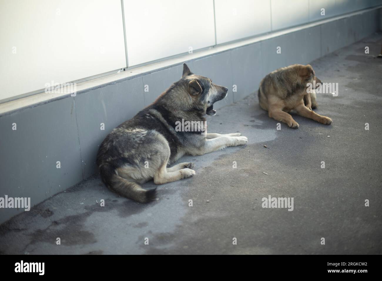 Stray dogs on street. Animals in city. Dogs without home lying on ...