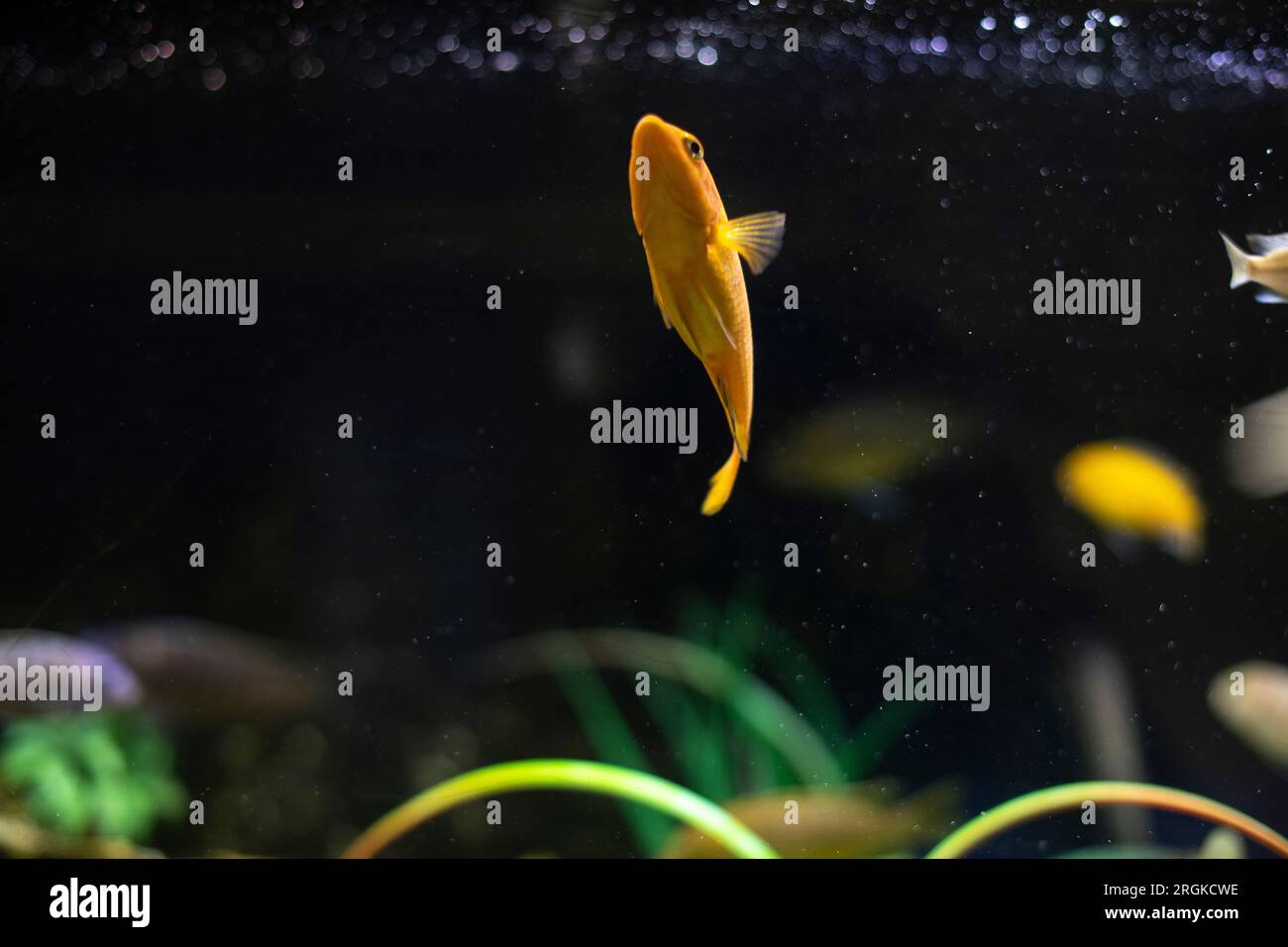 Fish in water. Aquarium at home. Flora and fauna in sea. Fish swimming ...