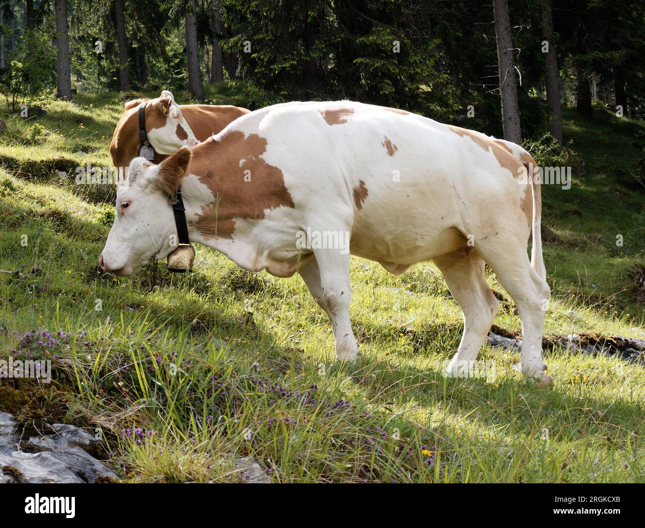 Garmisch partenkirchen cow hi-res stock photography and images - Alamy