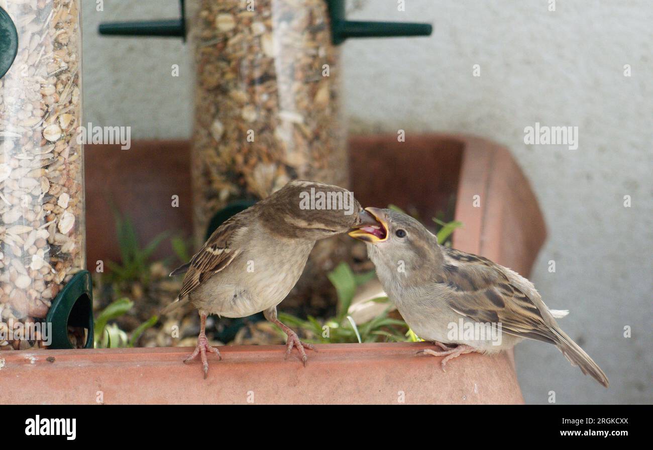 A mother house sparrow feeding its fledgling on balcony. The bird's ...