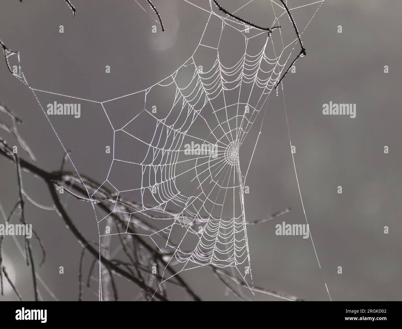 Frozen spider web. Frozen nature. A cobweb on the grass in a woods ...