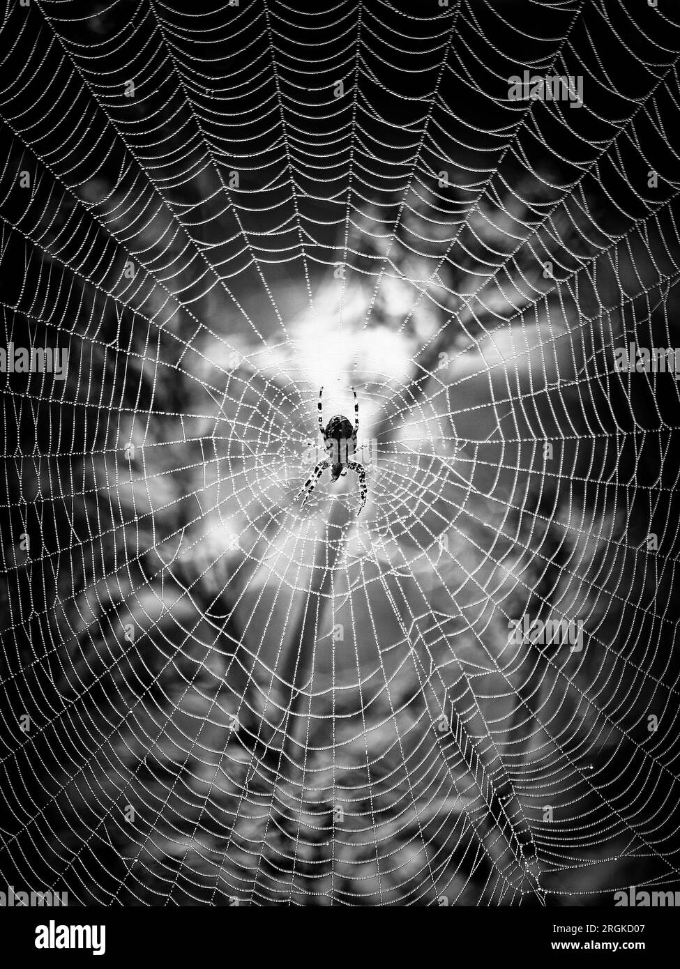 Frozen spider web. Frozen nature. A cobweb on the grass in a woods ...