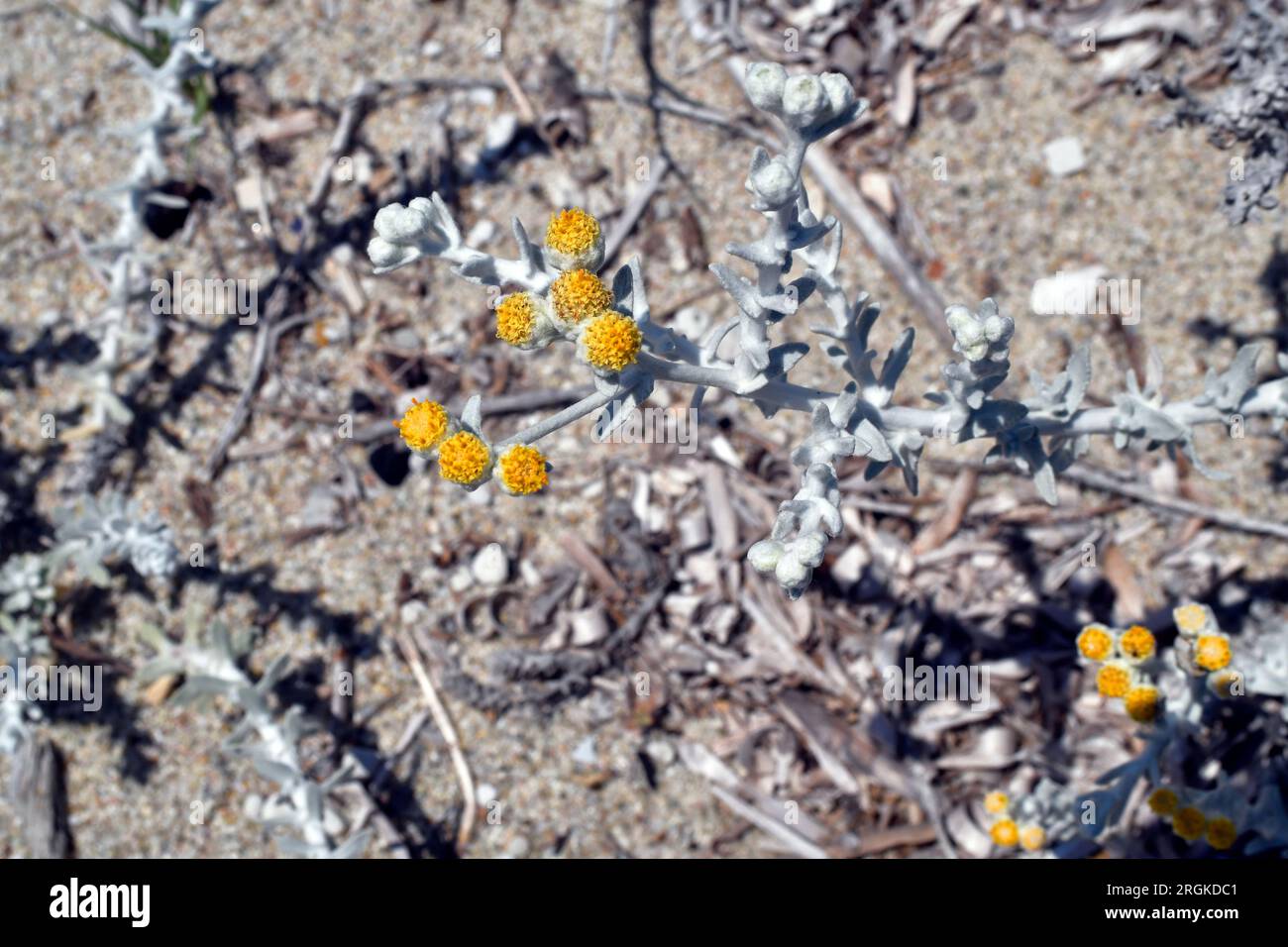 Greece, Halkidiki, Kassandra Peninsula, cotton weed plant on Possidi ...
