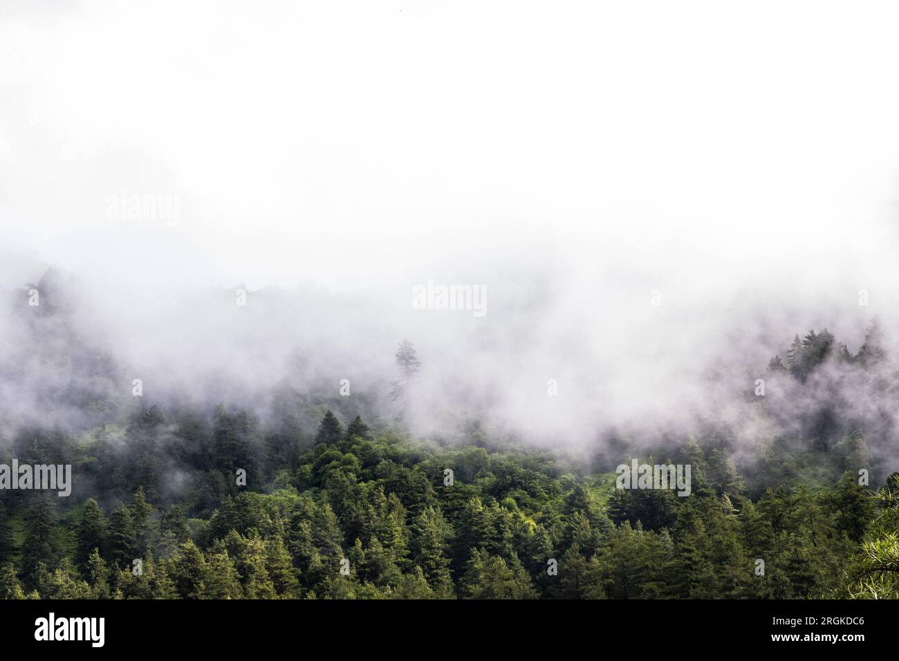 Dark and Dramatic Foggy Forest Landscape in Mountains of Nepal Stock ...