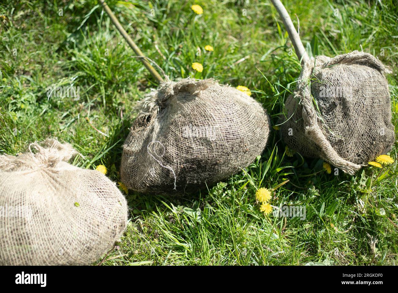 Planting plants in ground. Planting seedling. Maintenance of park ...