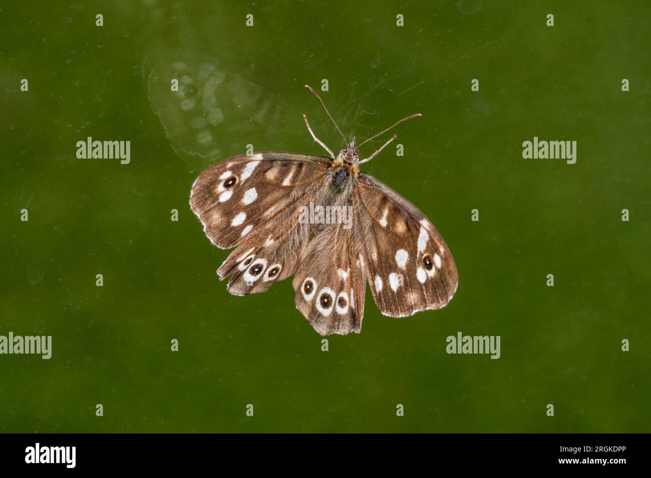 Speckled wood butterfly, Pararge aegeria, resting on an inside window ...