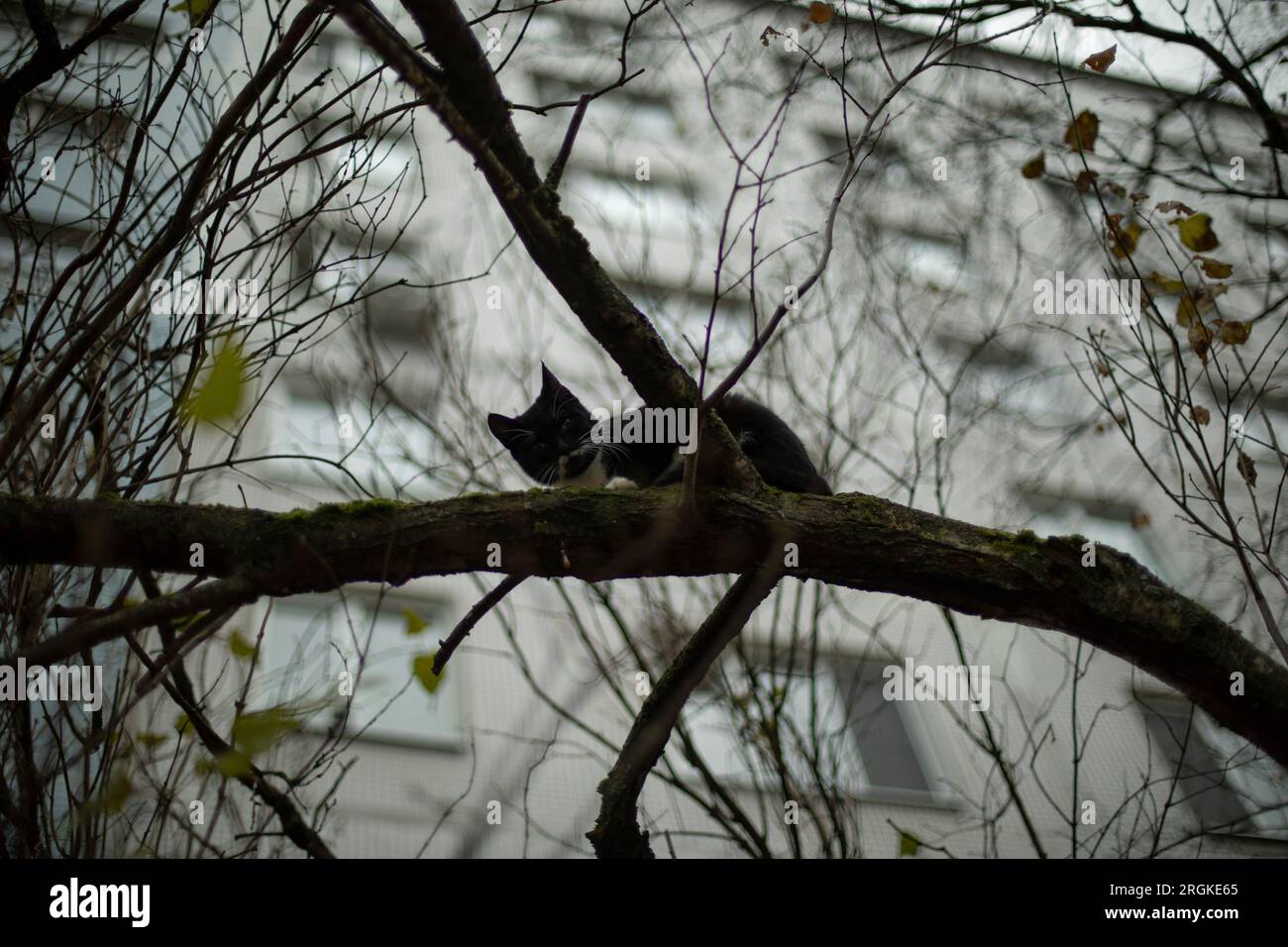 Cats Falling From Tree