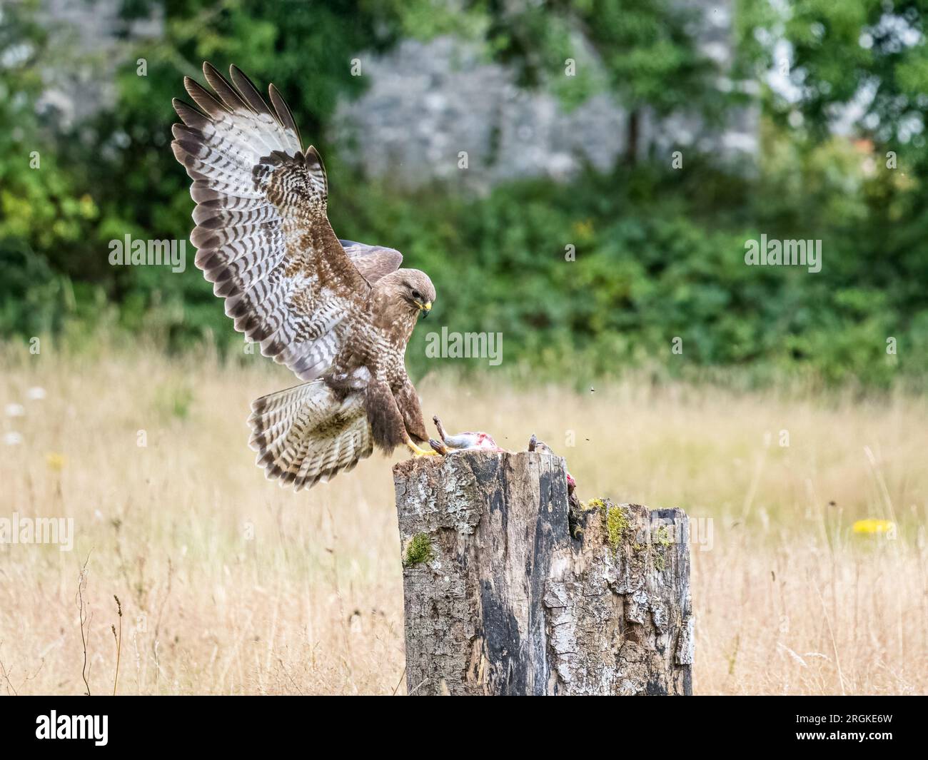 Common buzzard foraging in summer in mid Wales Stock Photo - Alamy