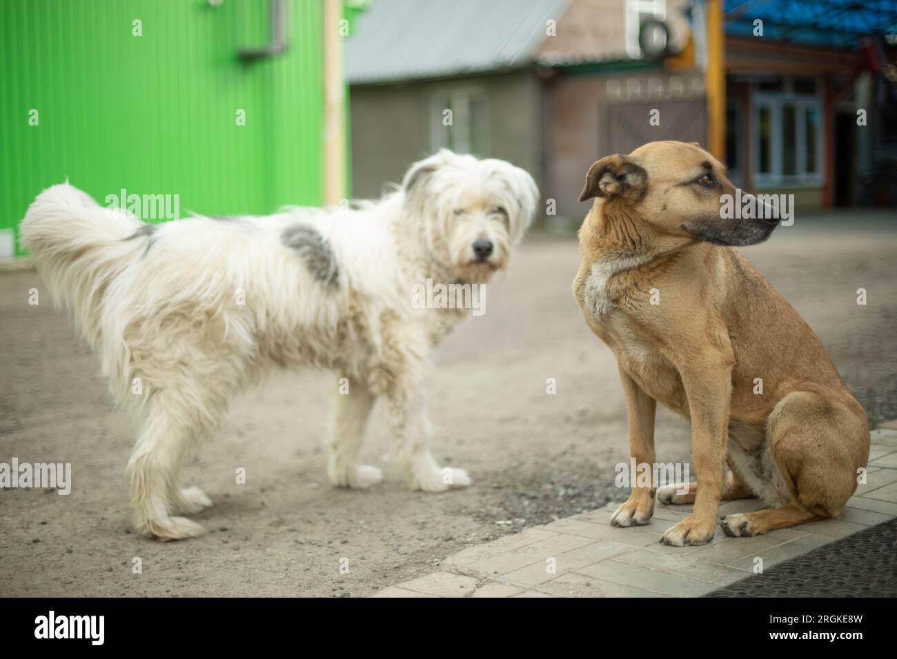 Owners sweet family hi-res stock photography and images - Alamy