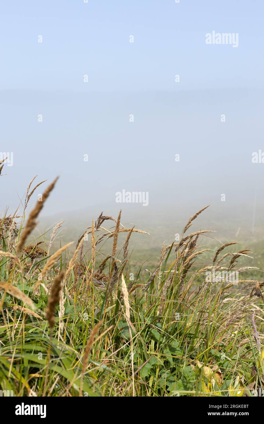 Tall grasses on a hillside meadow at Cape Blanco near Port Orford ...