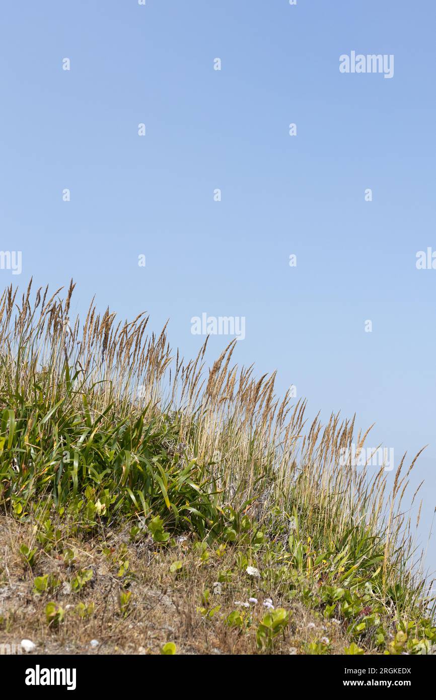 Tall grasses on a hillside meadow at Cape Blanco near Port Orford ...