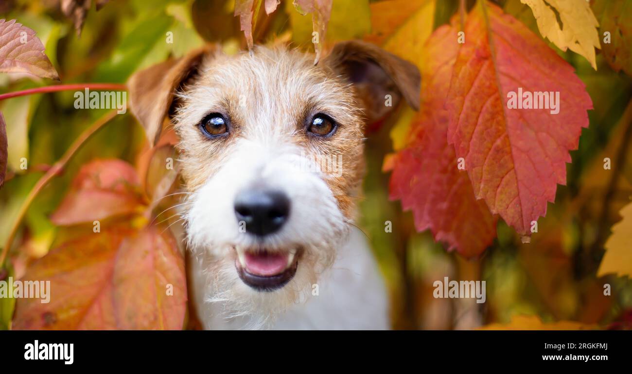 Happy cute pet dog smiling in the autumn leaves. Fall banner ...