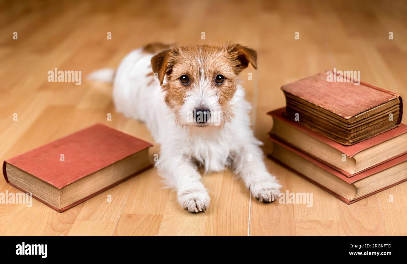 Cute dog looking between old books, back to school, education, study ...