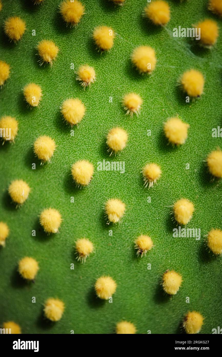 Glochid hi-res stock photography and images - Alamy