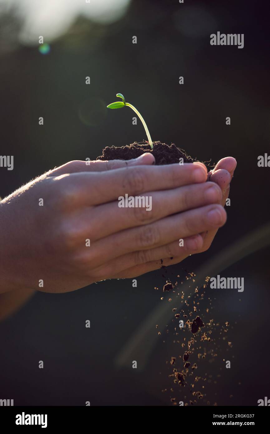 Crop anonymous horticulturist showing plant with small leaves and ...