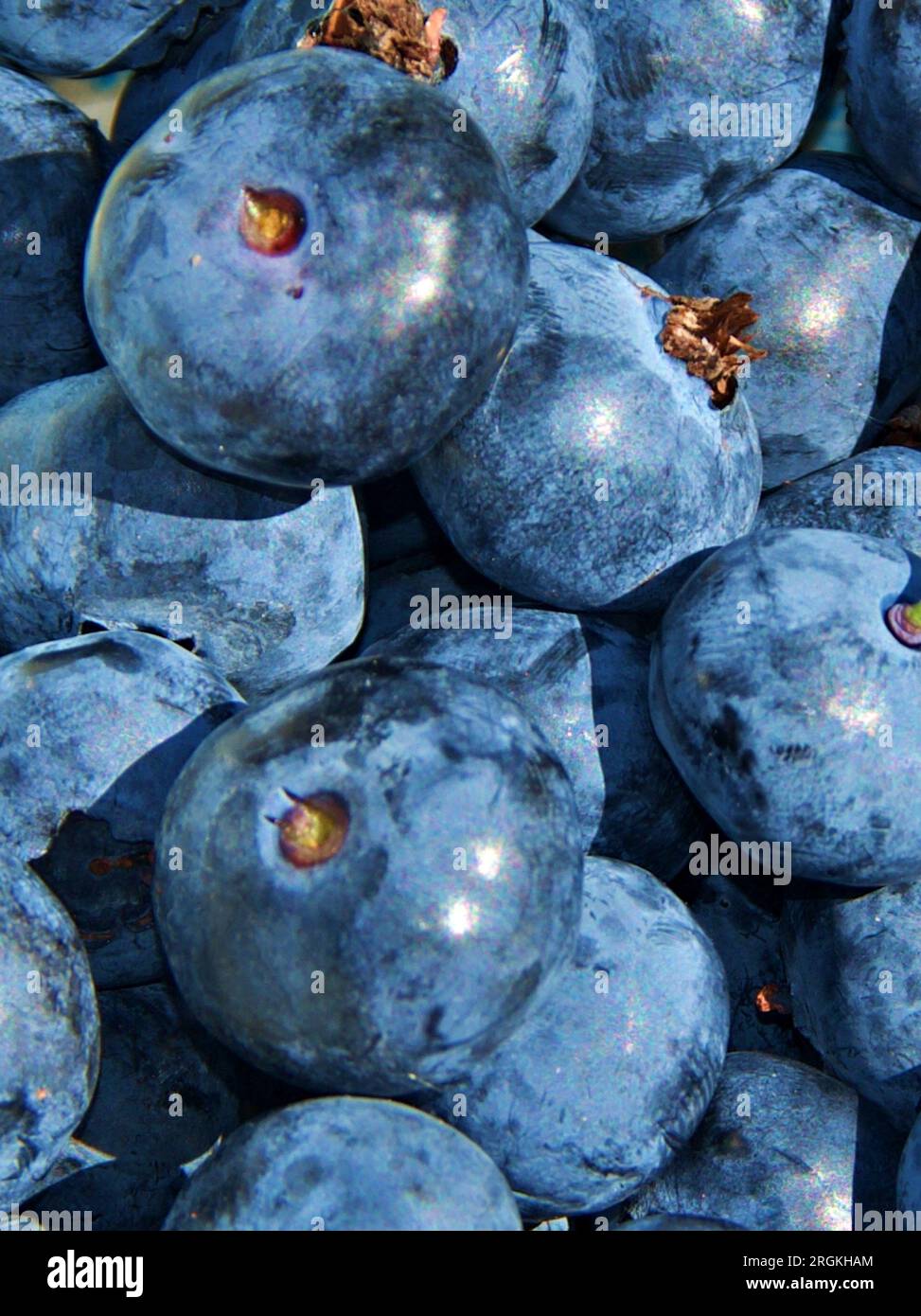 Organic freshly picked blueberry hi-res stock photography and images ...