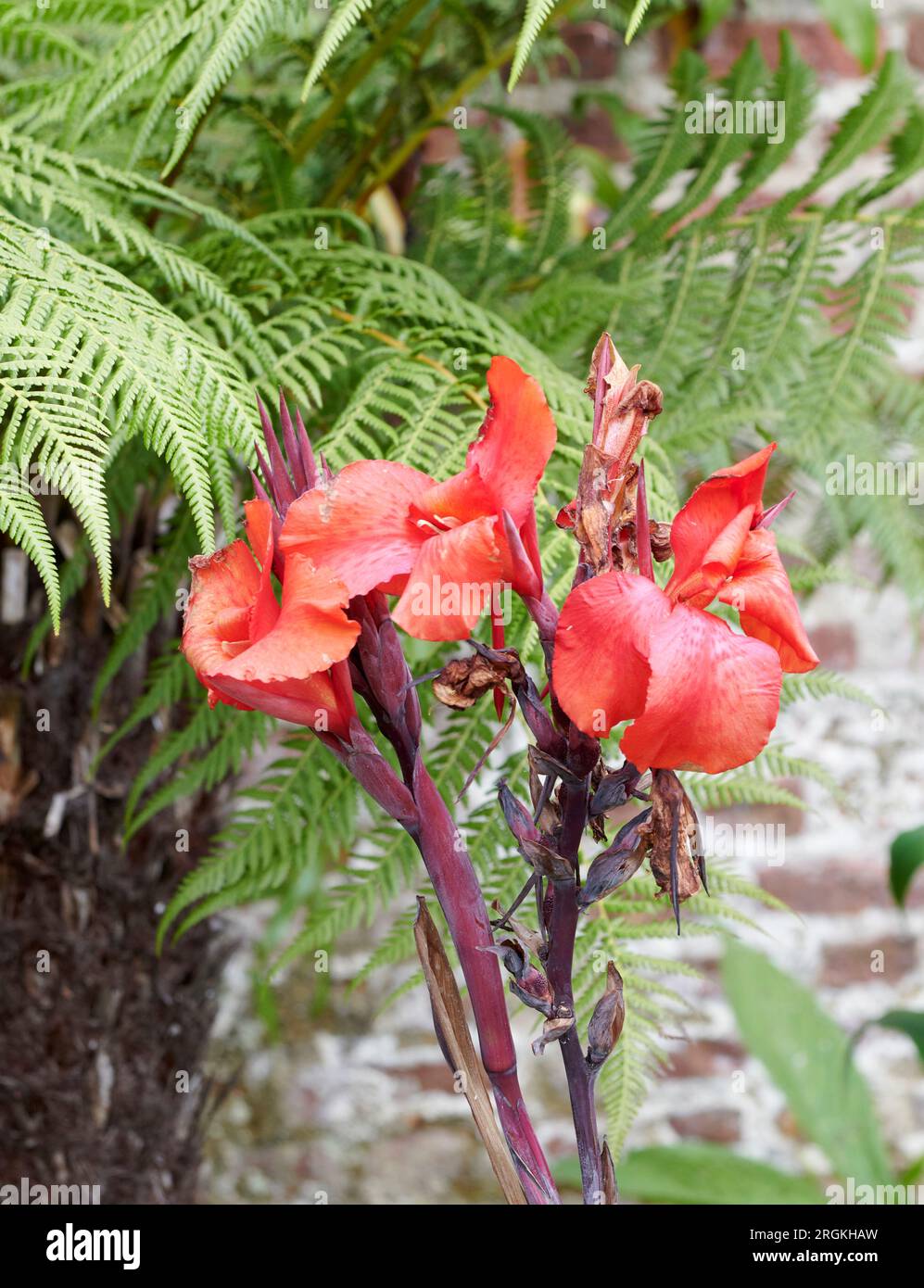 A single bright red canna lily (Canna indica) blooming in a walled ...