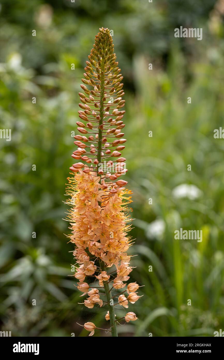 Eremurus 'Cleopatra' Foxtail Lily in flower Stock Photo - Alamy