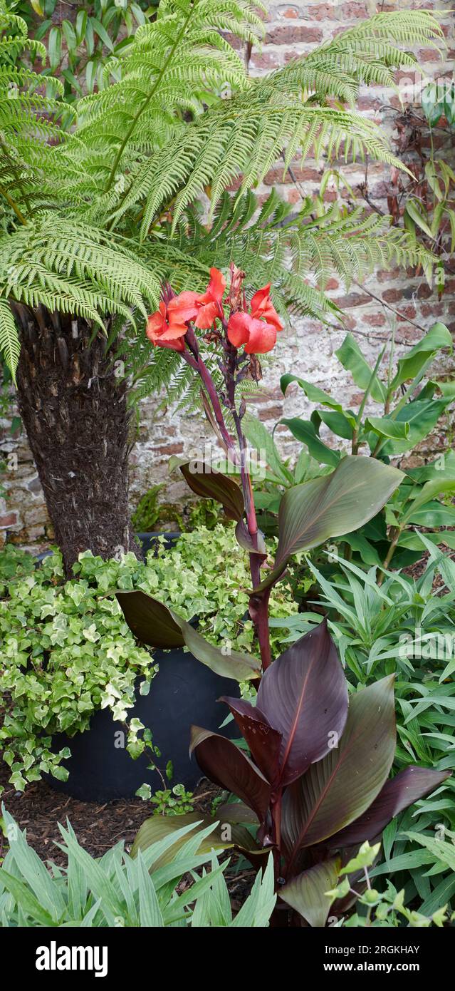 A single bright red canna lily (Canna indica) blooming in a walled ...