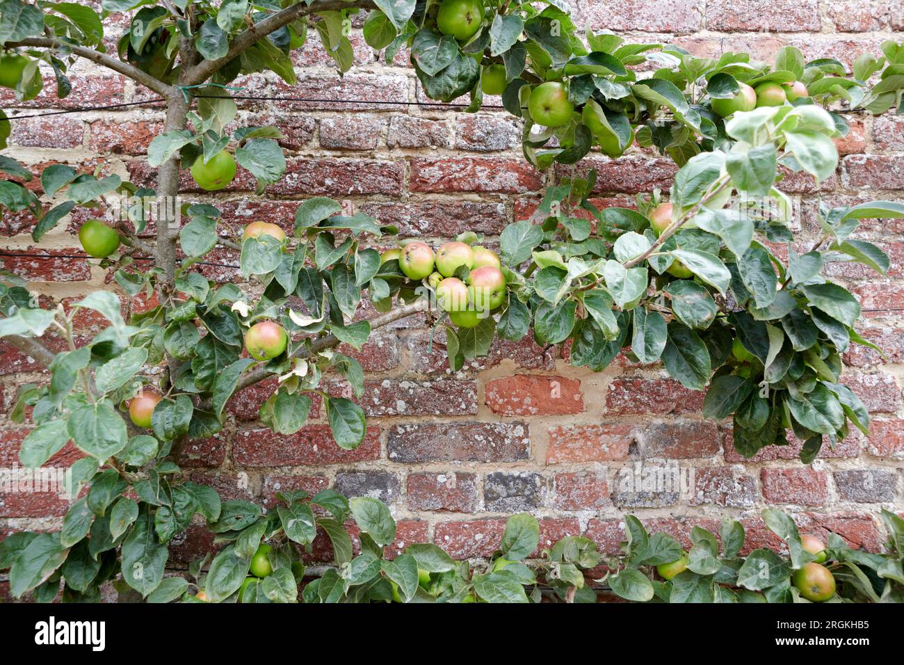 Apple tree branches with ripe green apples growing on a brick wall ...