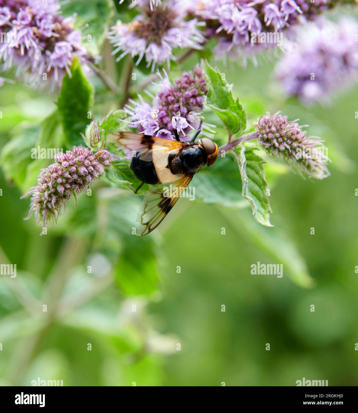 The Pellucid Hoverfly or Great Pied Hoverfly butterfly feeds on nectar ...
