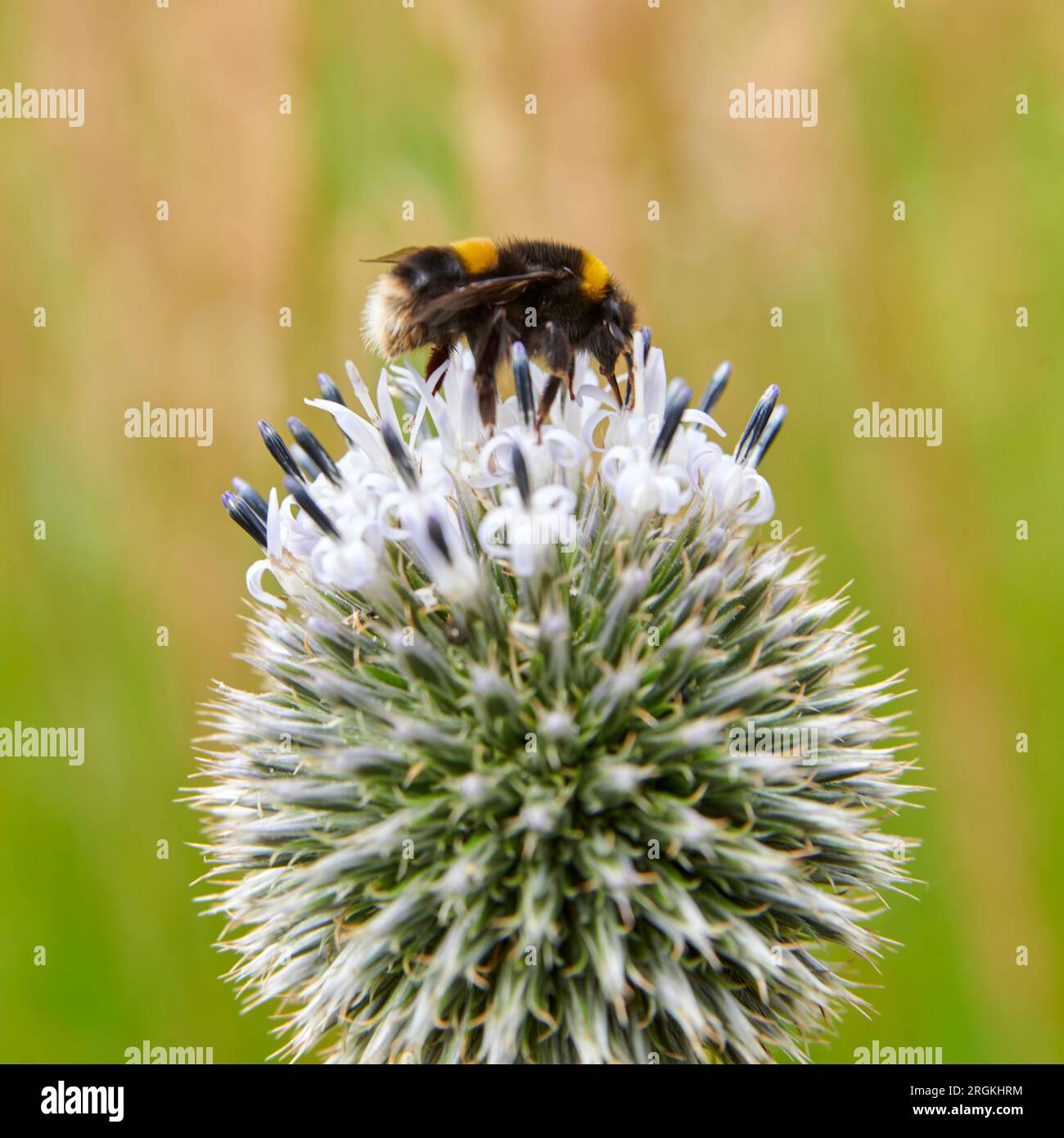 Buff-tailed bumblebee worker (Bombus terrestris). feeds on nectar in ...