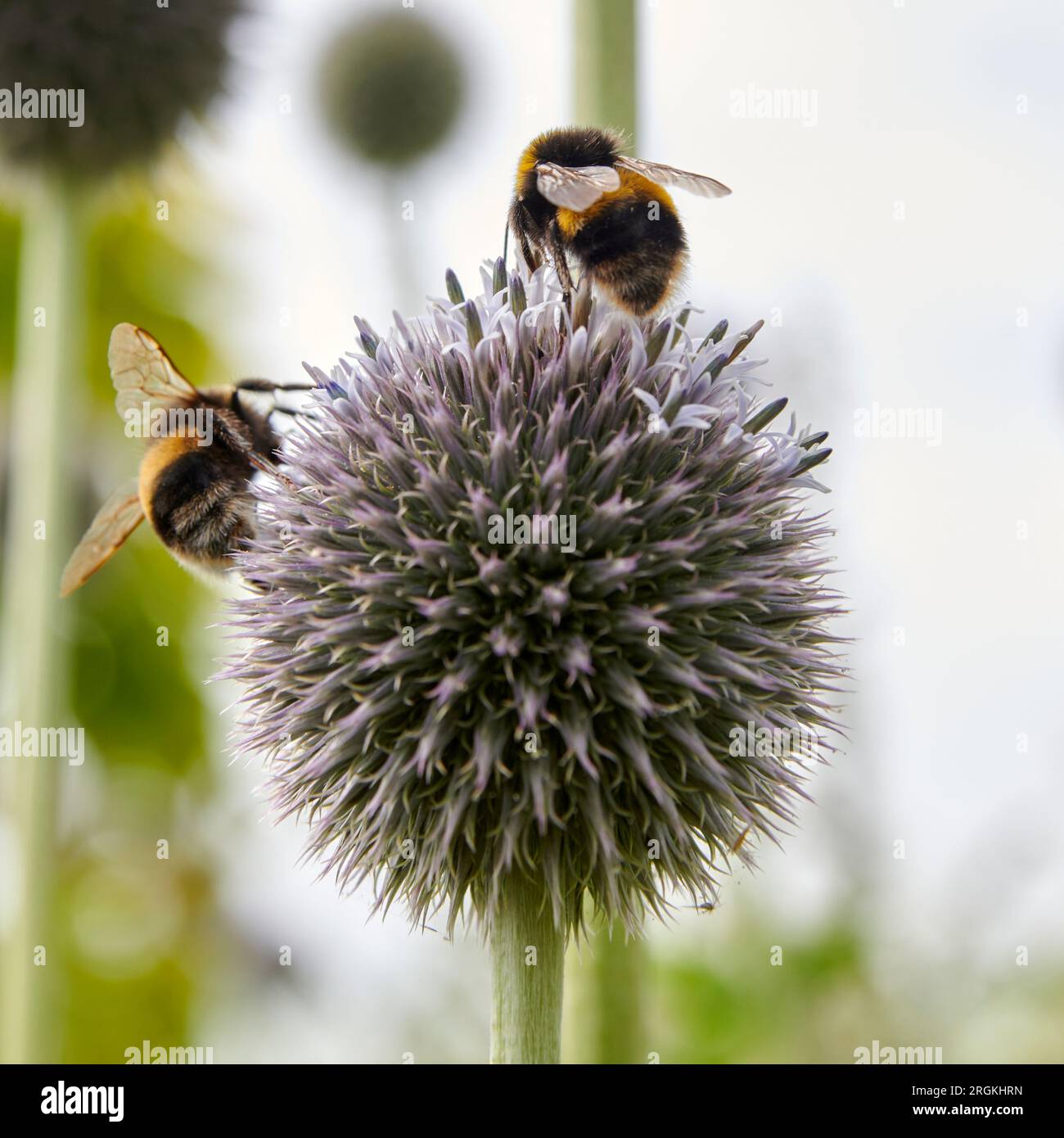 Buff-tailed bumblebee worker (Bombus terrestris). feeds on nectar in ...