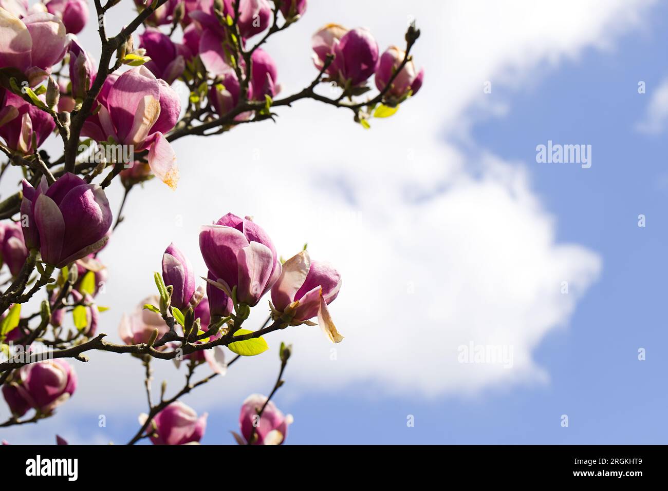 Magnolia tree in summer magnolia hi-res stock photography and images ...
