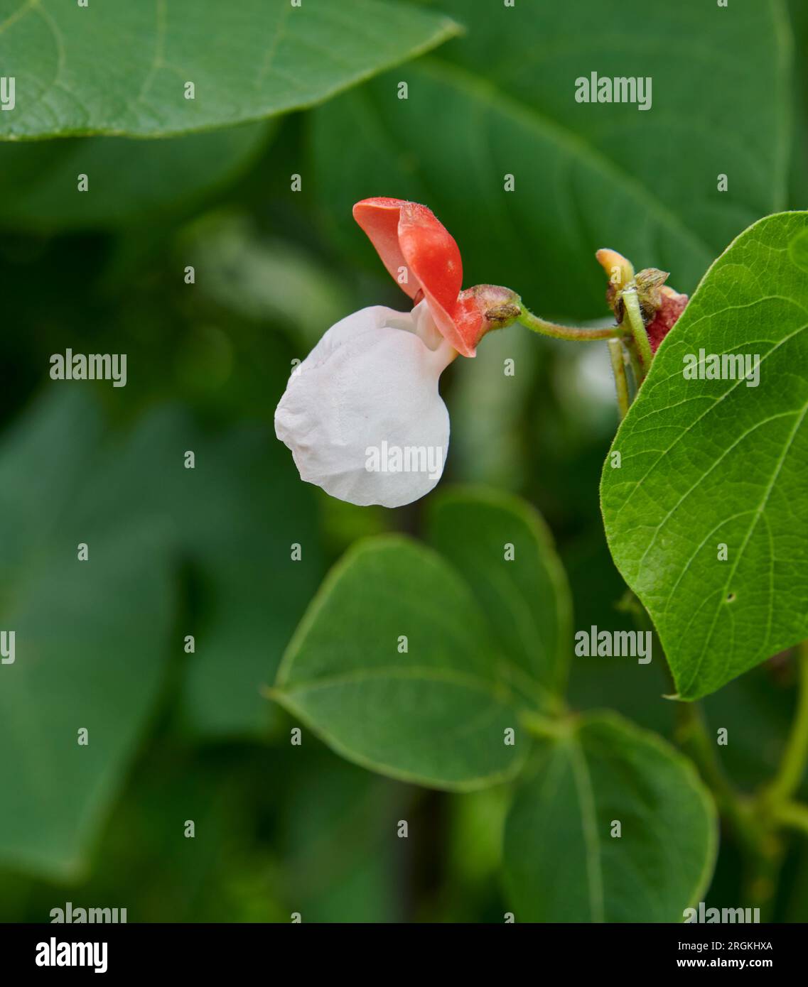 Close-up of a French bean (Phaseolus vulgaris) white flower budding ...