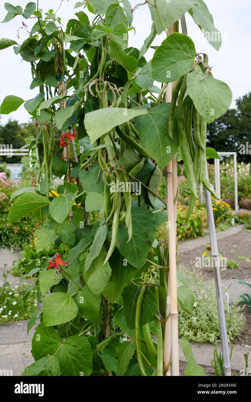 Runner Beans (phaseolus coccineus) growing over bamboo canes in a ...