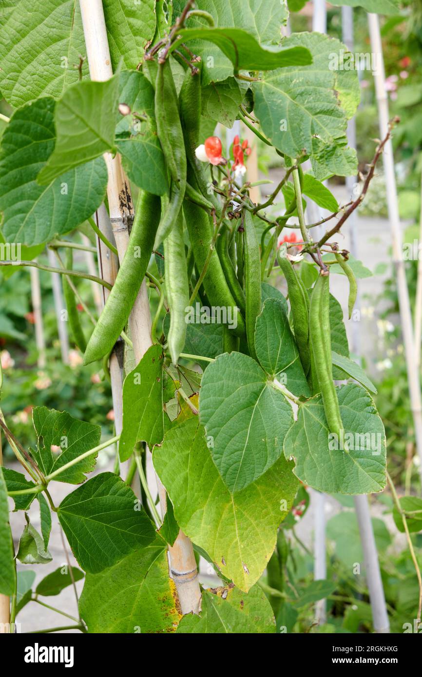 Runner Beans (phaseolus coccineus) growing over bamboo canes in a ...