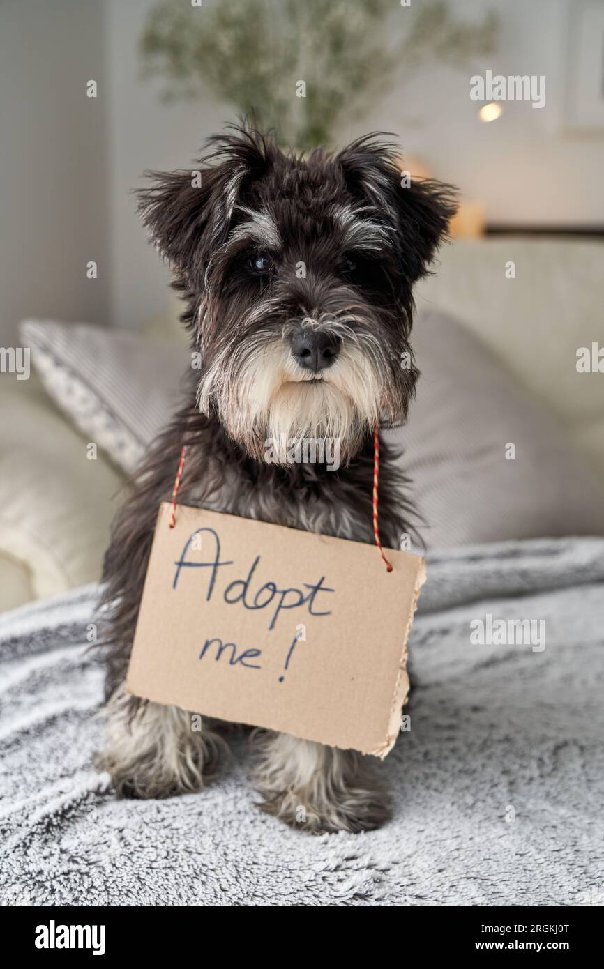Purebred Miniature Schnauzer puppy with request adopt me on cardboard ...